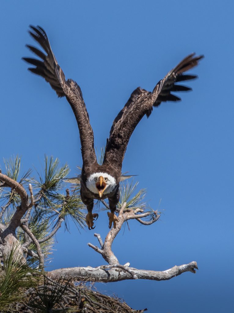 16 James Leonard Angry Bald Eagle – Sierra Camera Club