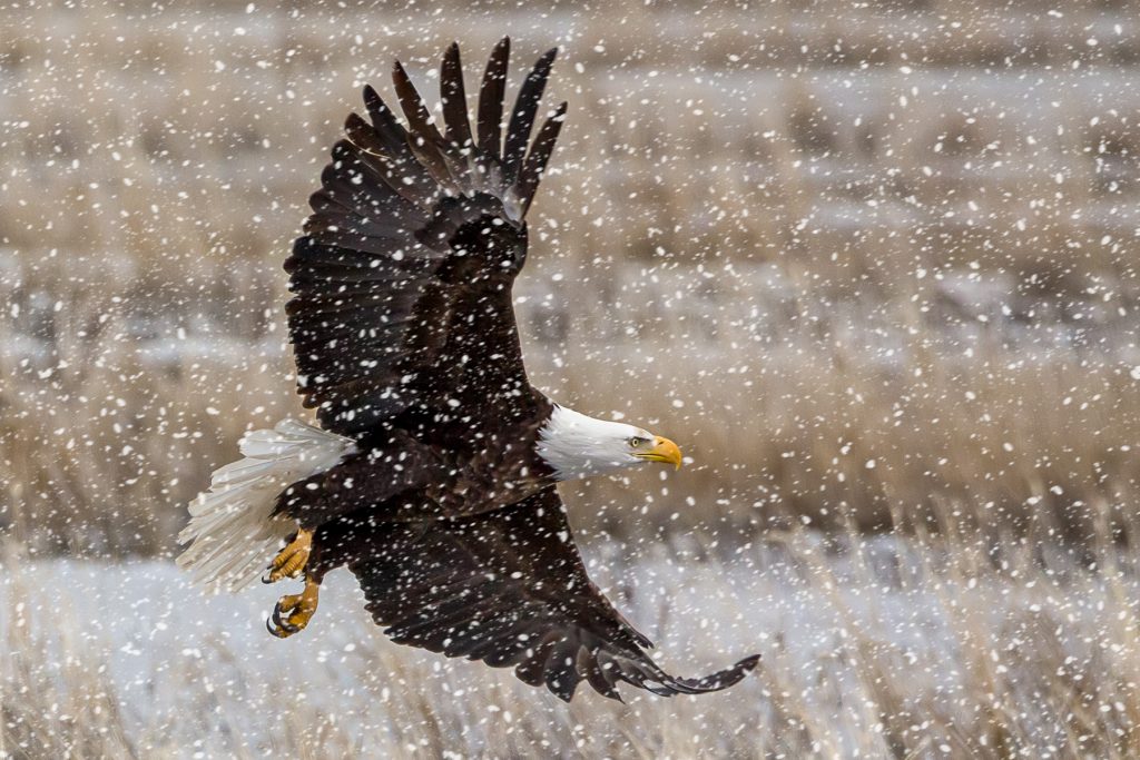 CO Bald Eagle in Snow Storm – Sierra Camera Club
