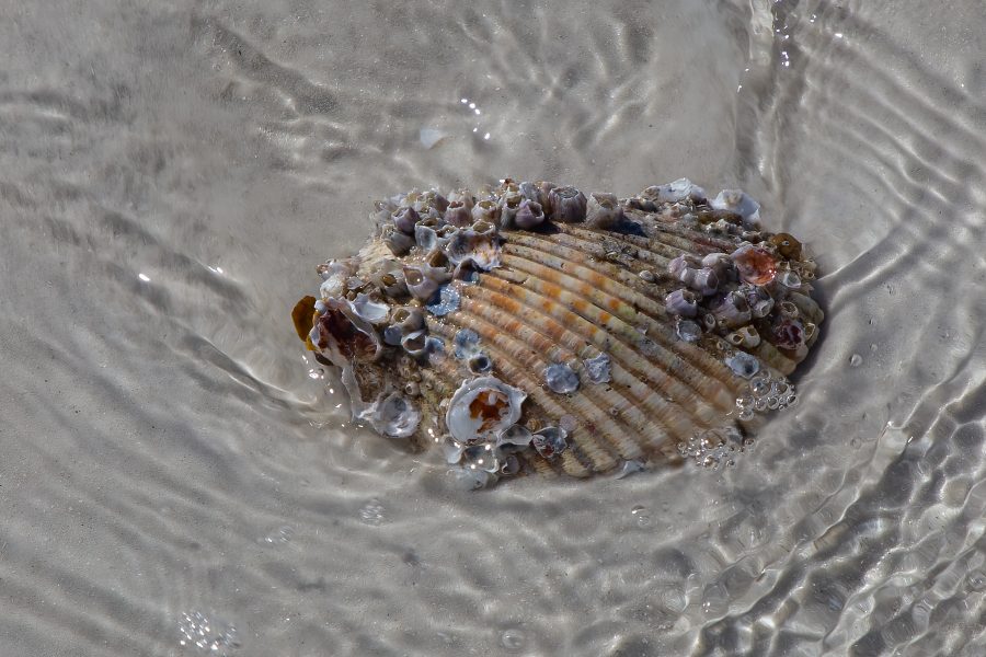 Sierra Camera Club – Sacramento's Photography Club