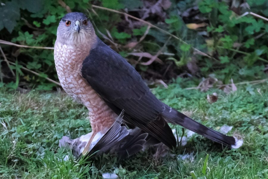 Sierra Camera Club – Sacramento's Photography Club