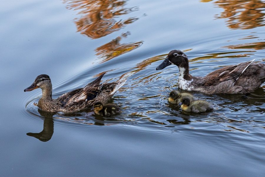 Sierra Camera Club – Sacramento's Photography Club